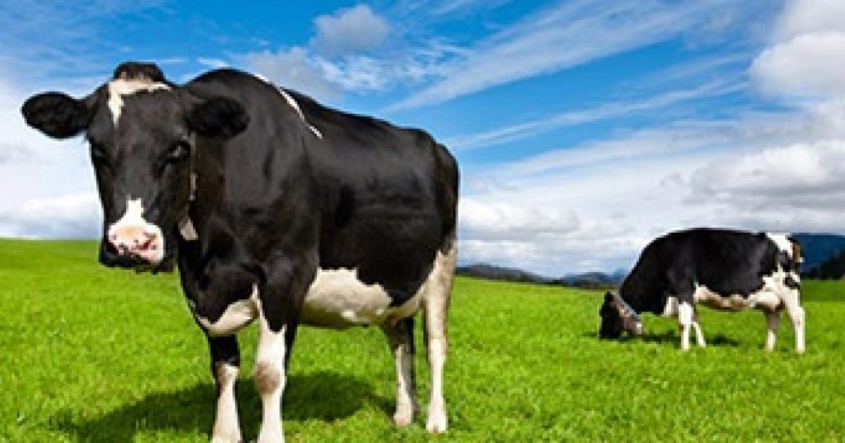 10 Reasons To Use G-Lime | K Rend